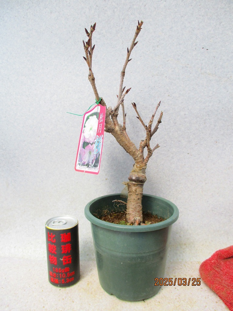 Yahoo!オークション - [野風盆栽流通]松月桜 3/25蕾～花終想定(32280ス...