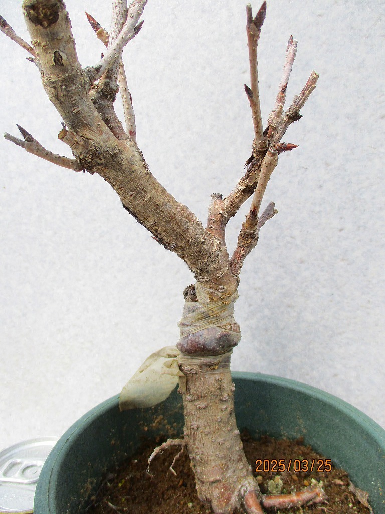 Yahoo!オークション - [野風盆栽流通]松月桜 3/25蕾～花終想定(32280ス...