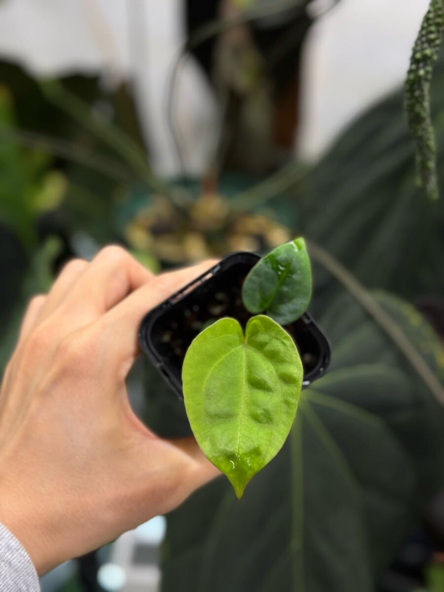 Anthuroom Anthurium papillilaminum RA5 x RA8 x carlablackiae Scott アンスリウム(その他)｜売買されたオークション情報 ...