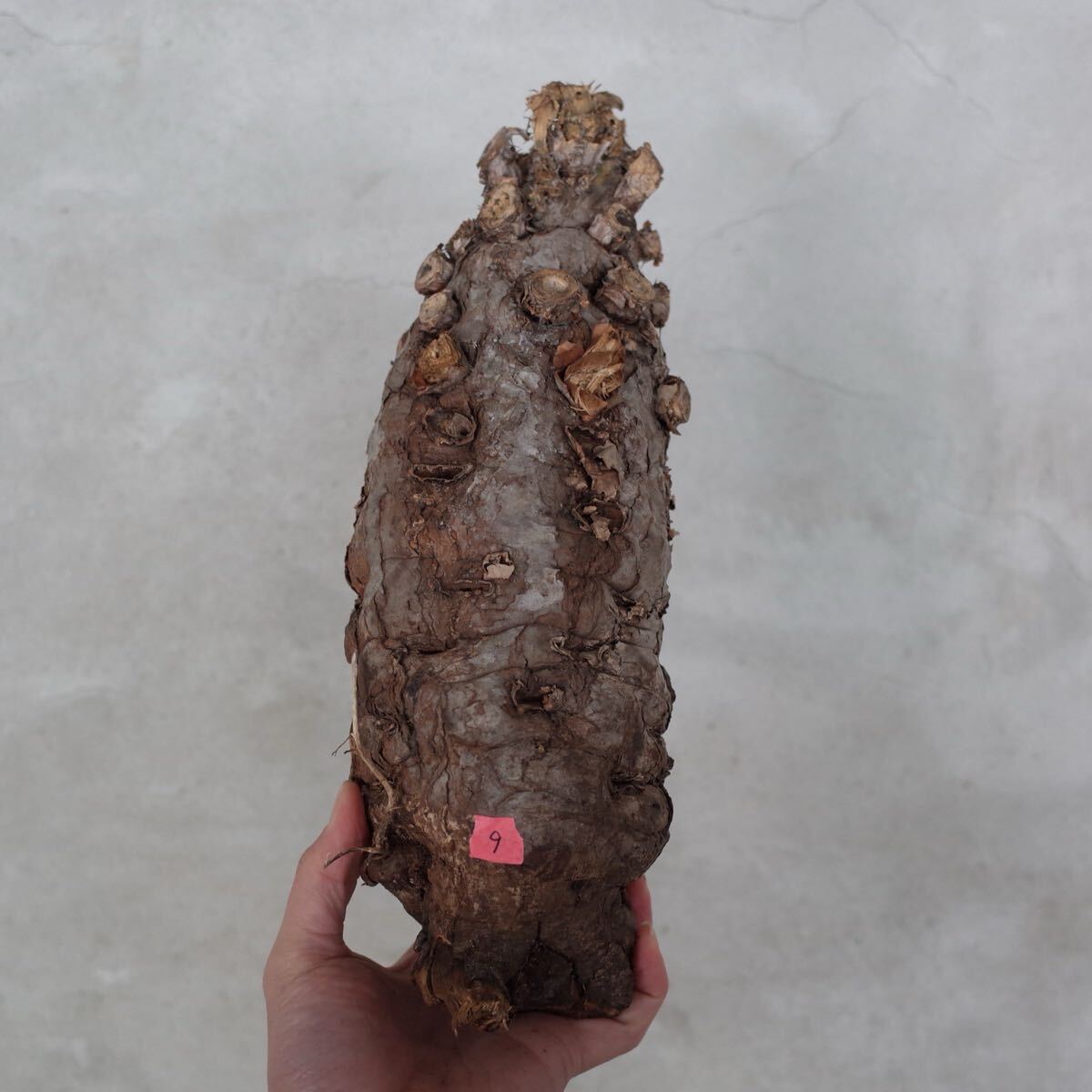 Yahoo!オークション - 9 現地発根 ユーフォルビア ムランジーナ Euphor...