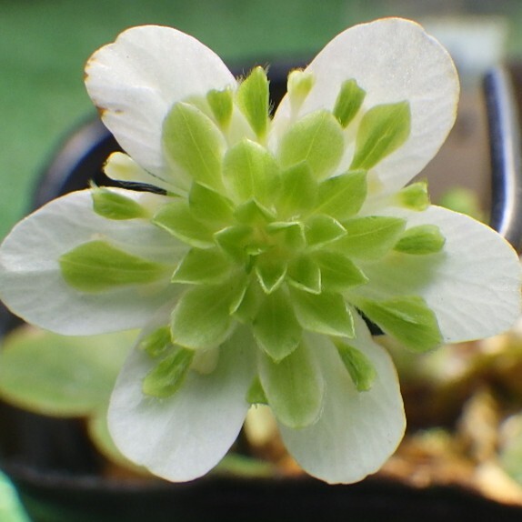 Yahoo!オークション - 雪割草（開花中） S7-1672-青軸三段咲き ＃山野...