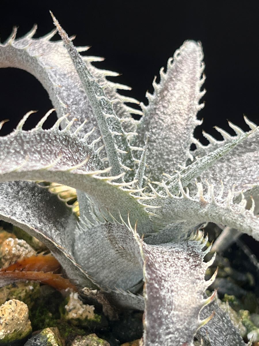 ディッキア Dyckia lindevaldae Alto Paraso de Gois, Brazil ディッキア Dyckia lindevaldae Alto Paraso de Gois, Brazil