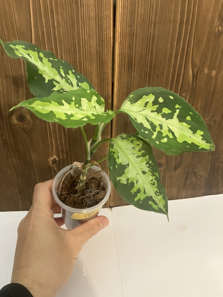 Yahoo!オークション - アグラオネマ ニルヴァーシュ AZ便【AZ0611-3】