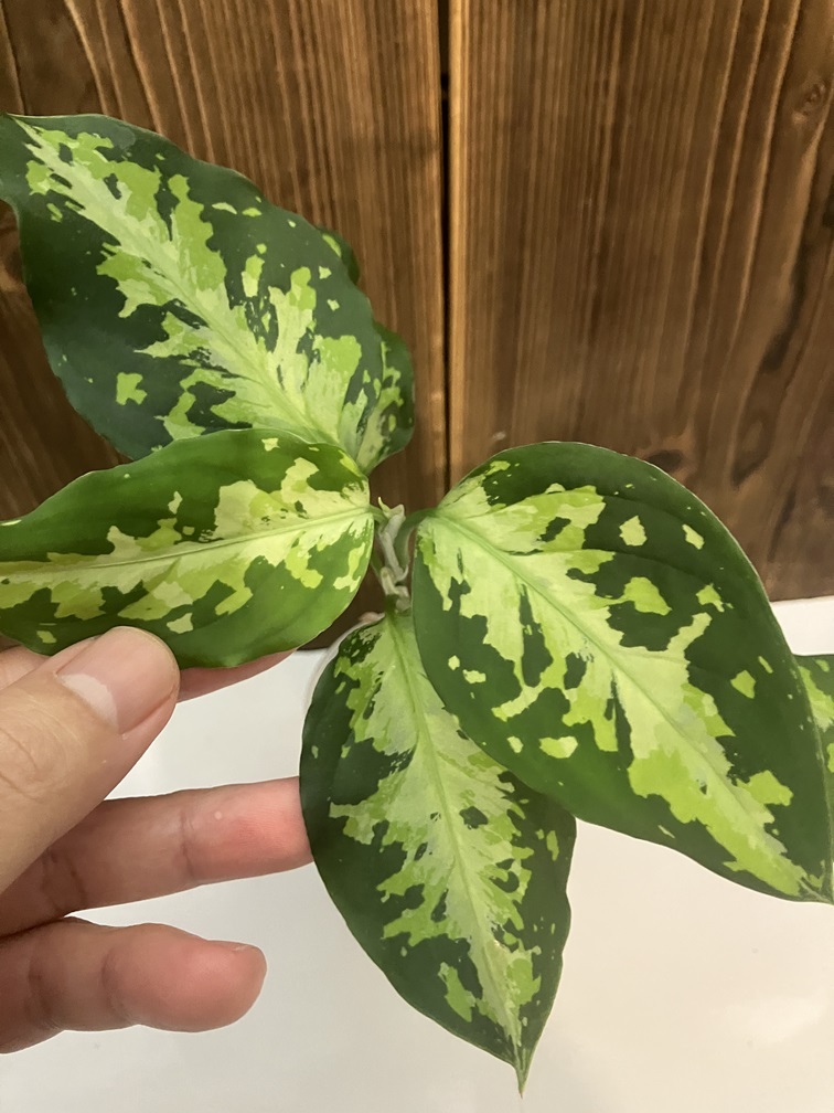 Yahoo!オークション - アグラオネマ ニルヴァーシュ AZ便【AZ0611-3】