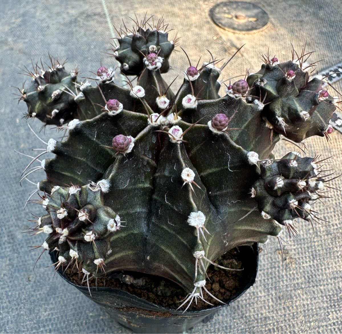 Yahoo!オークション - 牡丹玉 実生 Gymnocalycium