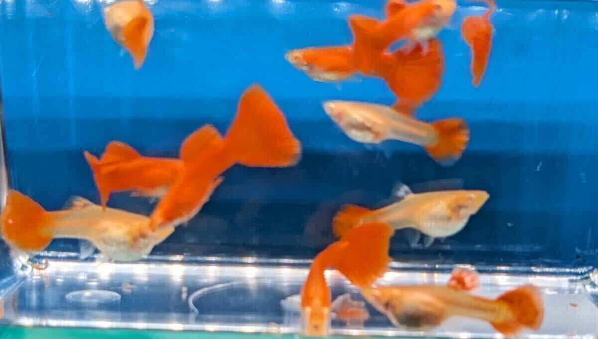 Yahoo!オークション - RREAフルレッド 3ペア