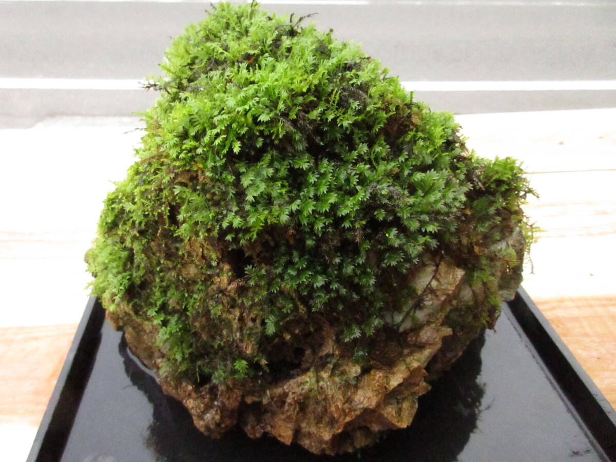 彡 ホウオウゴケ 苔石 苔盆栽 苔テラリウム パルダリウム ビバリウム ビオトープ 彡山野草 ヤマゴケ コケ 彡5227-2R(鉢植え)｜売買されたオークション情報、yahooの商品情報を ...