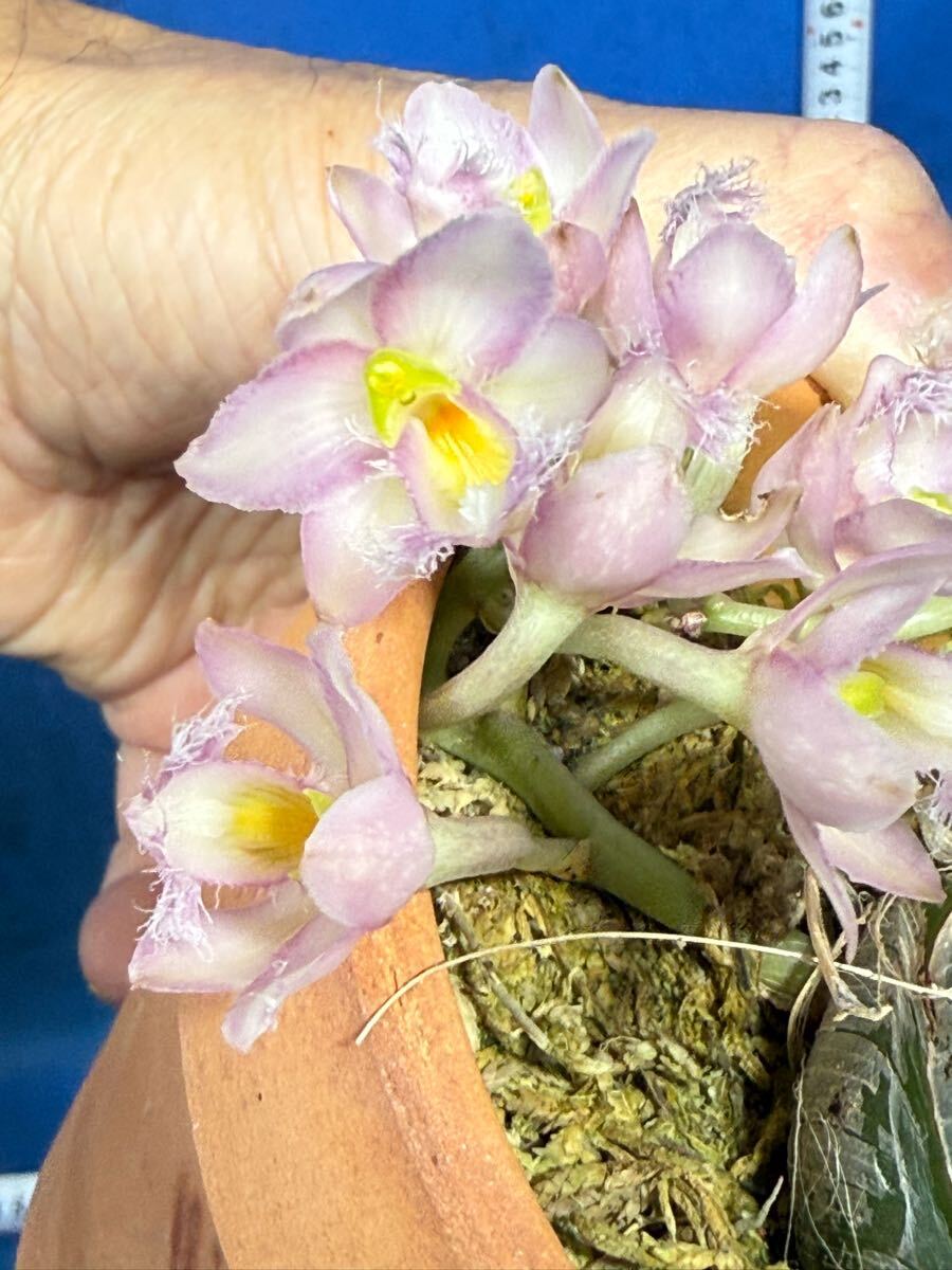 Yahoo!オークション - ヤ301 タケノコラン クロウエシア レベッカ ノー...