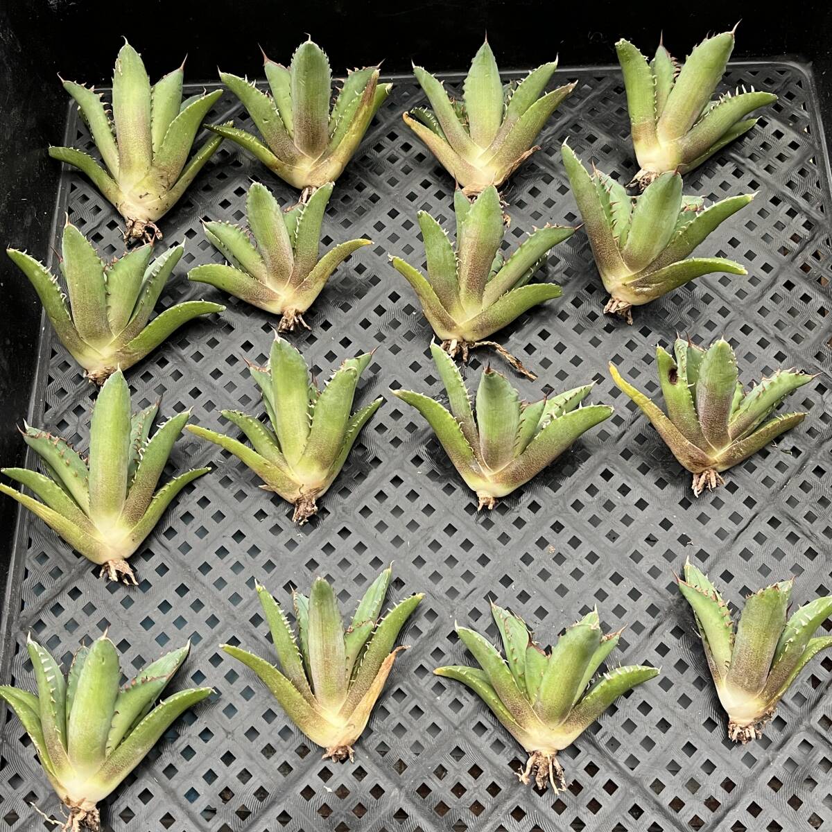 Yahoo!オークション - X29アガベ チタノタ 綠幽靈 agave titanota gree...