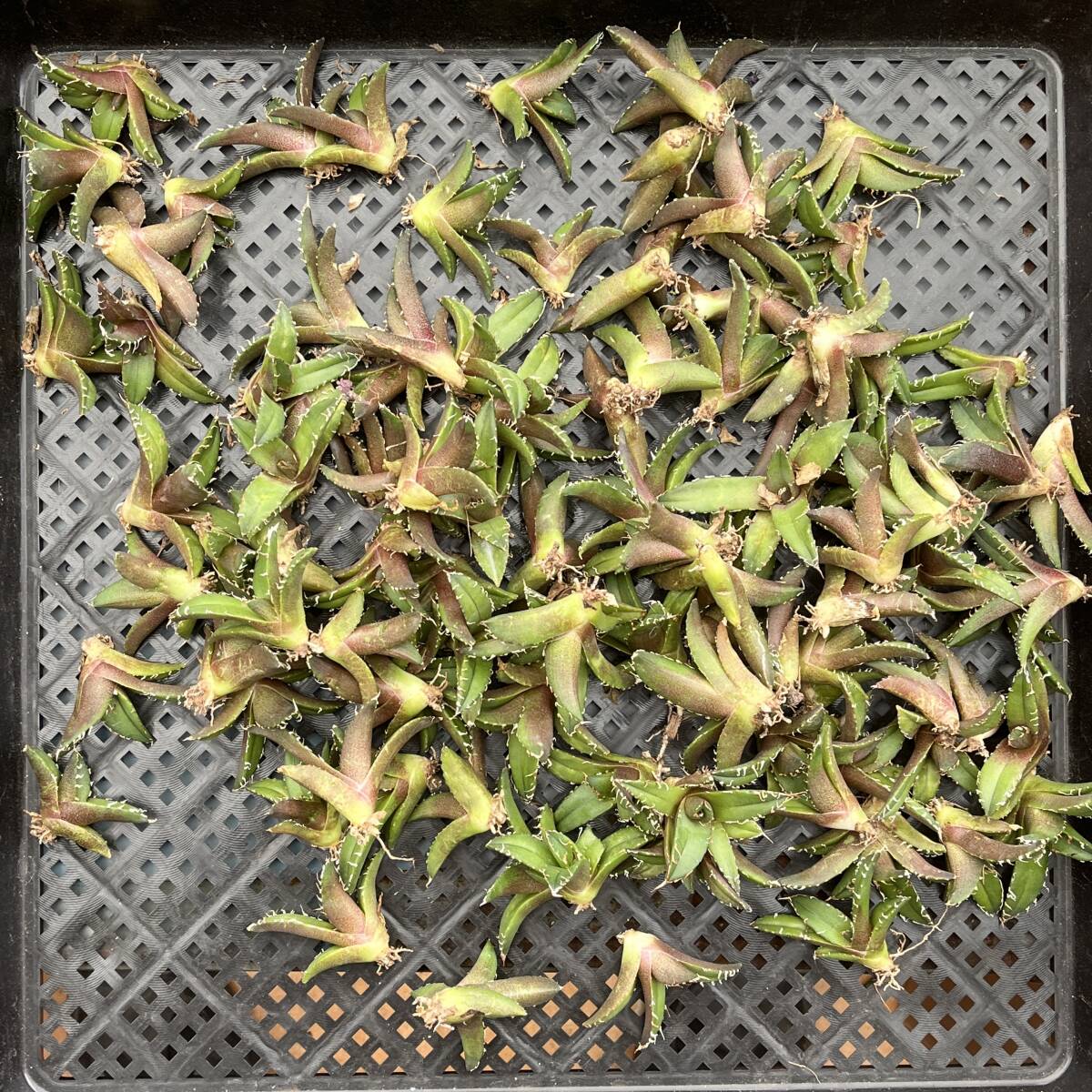 Yahoo!オークション - X59多肉植物アガベ チタノタ 凱撒 シーザー agav...