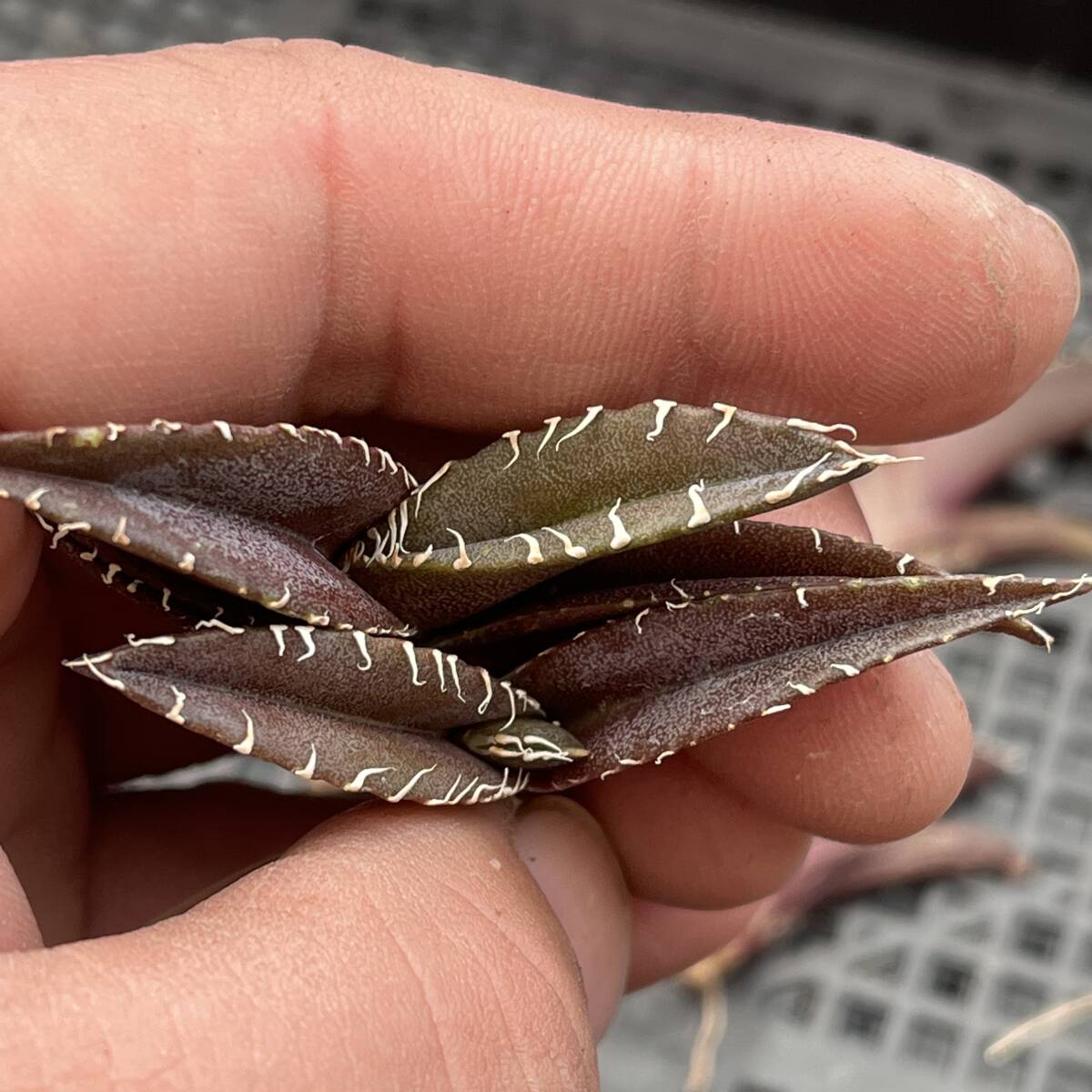 Yahoo!オークション - X85激レア高級品種 アガベ チタノタ 金剛 子株 a...