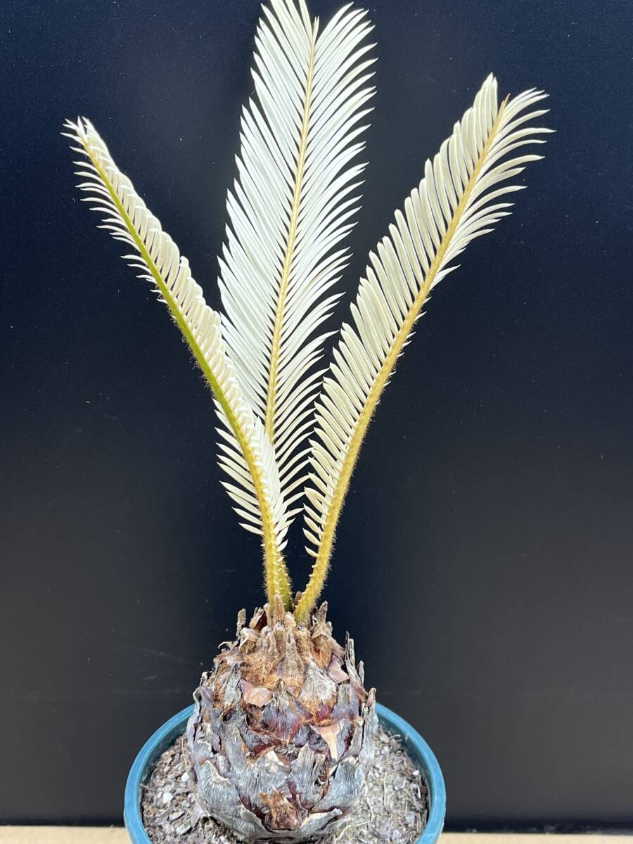 Yahoo!オークション - Y17斑入りソテツ 白い蘇鉄 黄金ソテツ サイカス ...