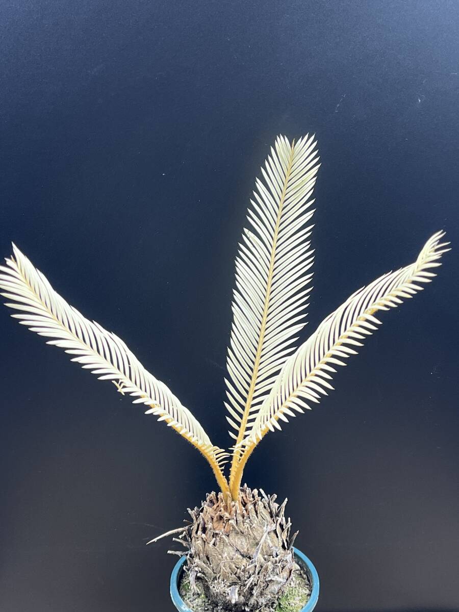 Yahoo!オークション - Y18斑入りソテツ 白い蘇鉄 黄金ソテツ サイカス ...