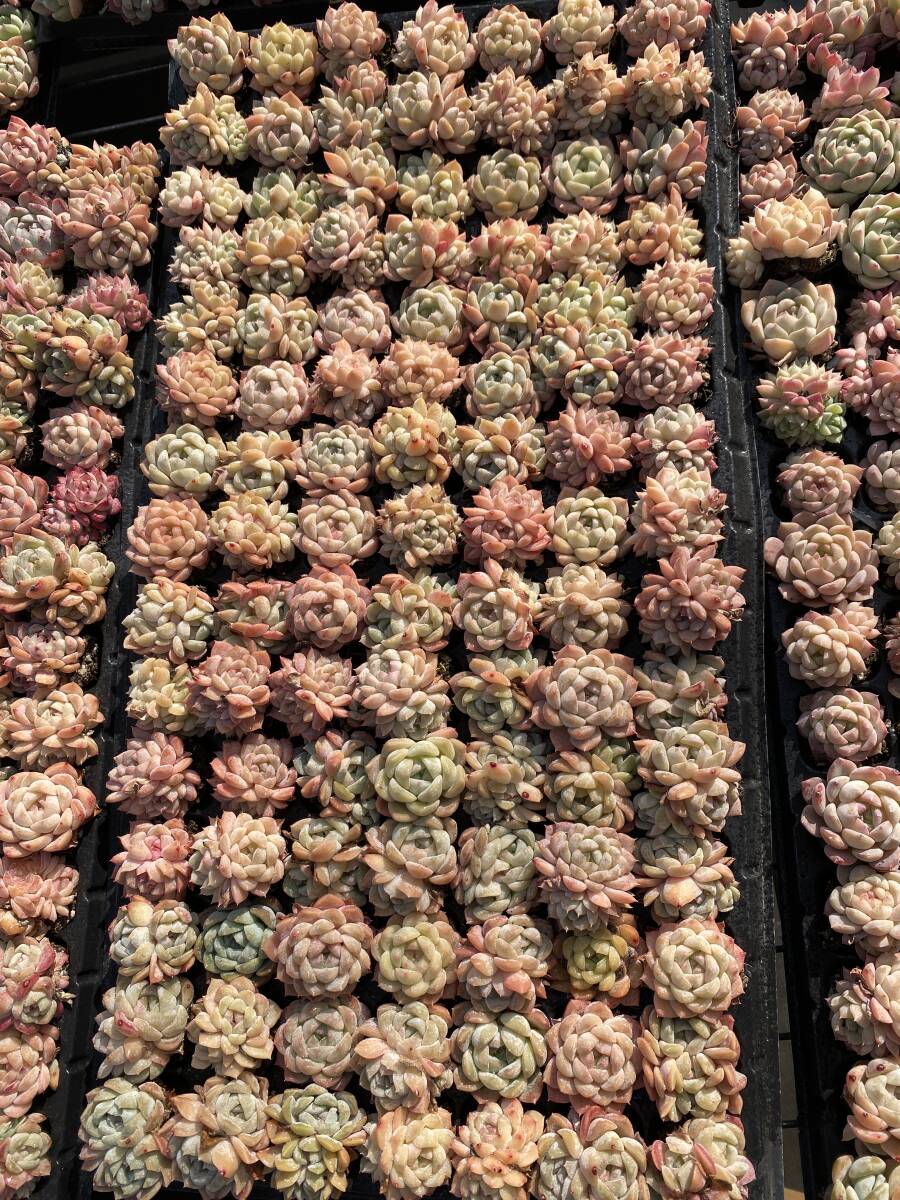 Yahoo!オークション - 105株 V88-1 多肉植物 エケベリア 良き夢 観葉植...