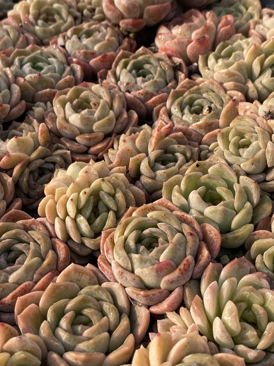 Yahoo!オークション - 105株 V320-1 多肉植物 エケベリア 溶くクリスタ...