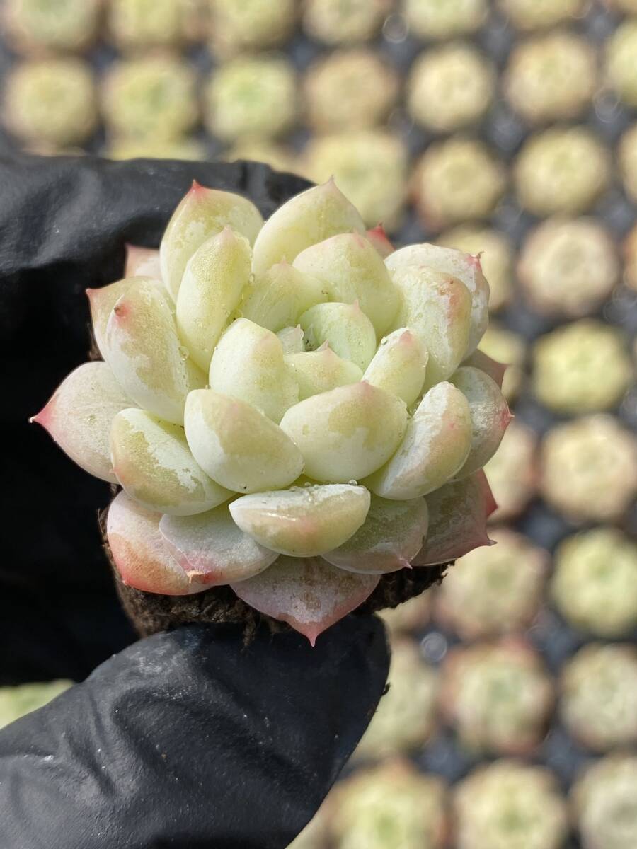 Yahoo!オークション - 128株 D182-1 多肉植物 エケベリア 良き夢 サボ...