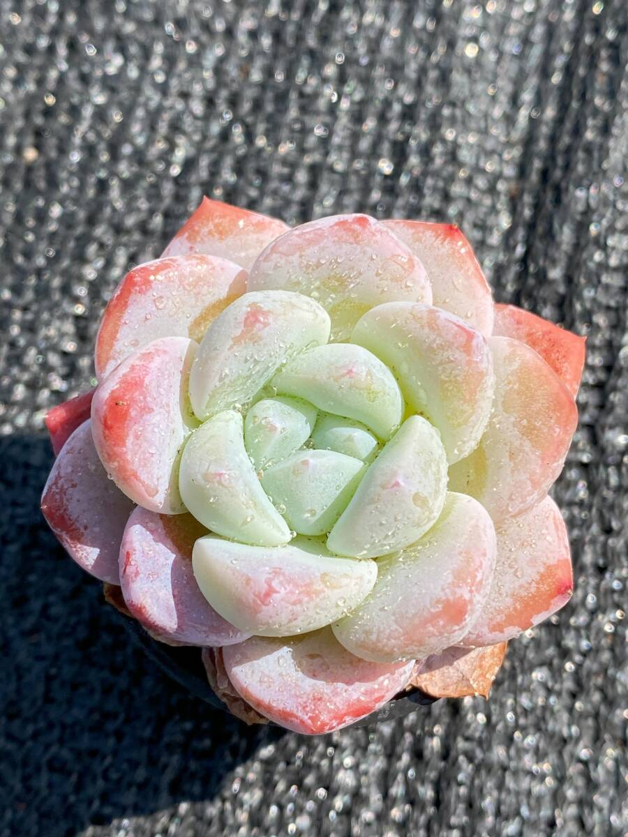 Yahoo!オークション - 42株 V-C76 キャンディ美人 多肉植物 エケベリア...