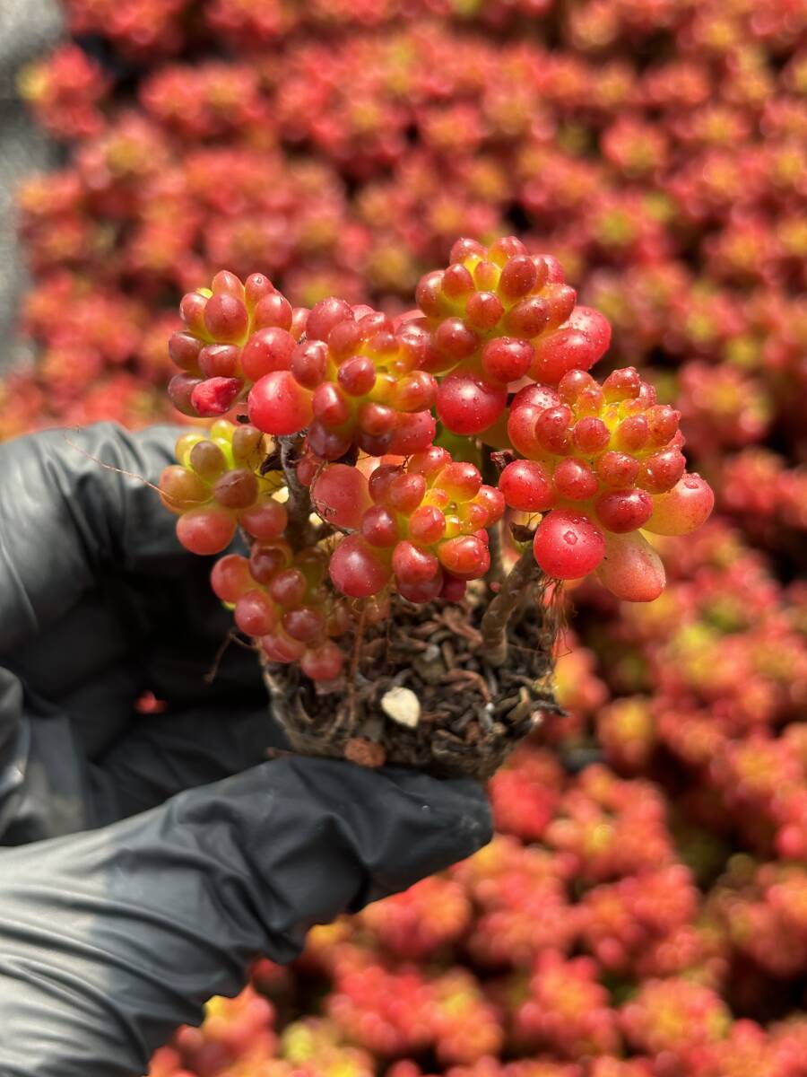 Yahoo!オークション - 72株 Y117-2 多肉植物 エケベリア レッドベリー ...
