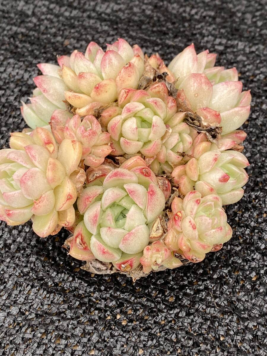 Yahoo!オークション - 35株 Z608-2 多肉植物 エケベリア 交配女王 観葉...