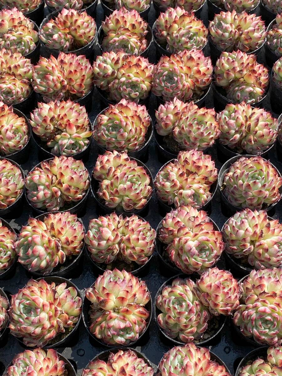 Yahoo!オークション - 30株 C-C69-2 多肉植物 エケベリア マセル 観葉...