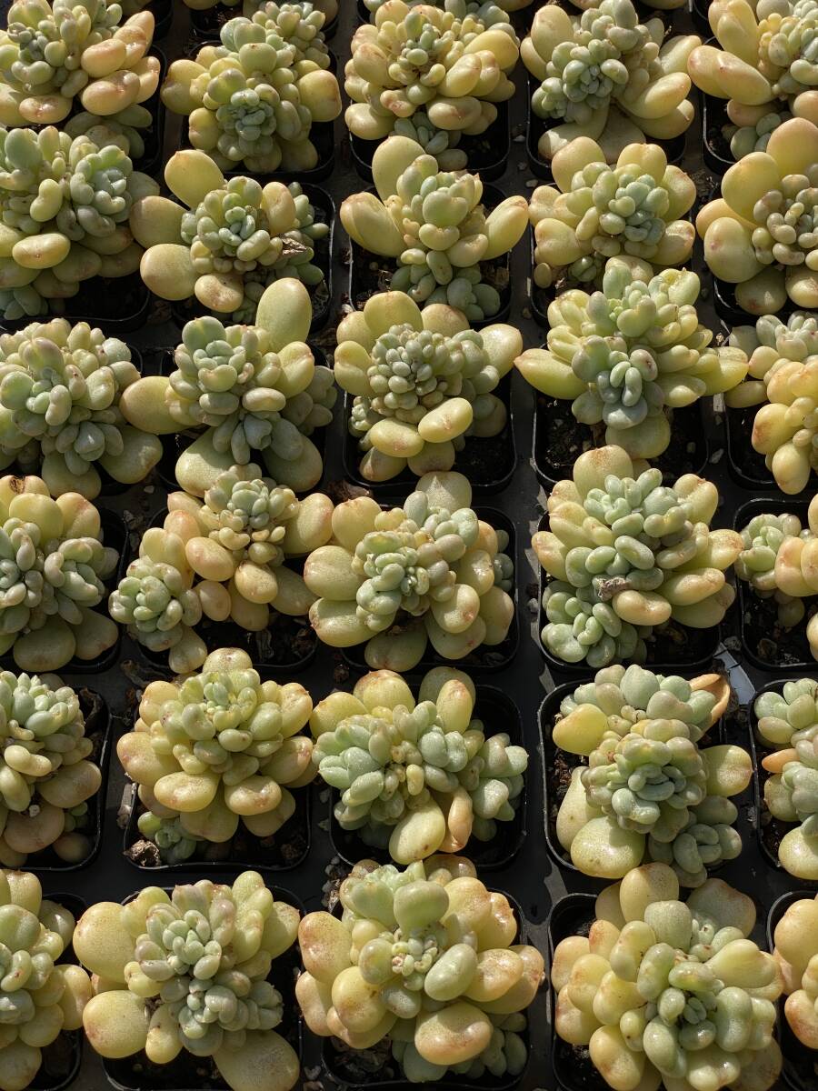 Yahoo!オークション - 16株 C-C108-2 多肉植物 エケベリア ビル 観葉植...