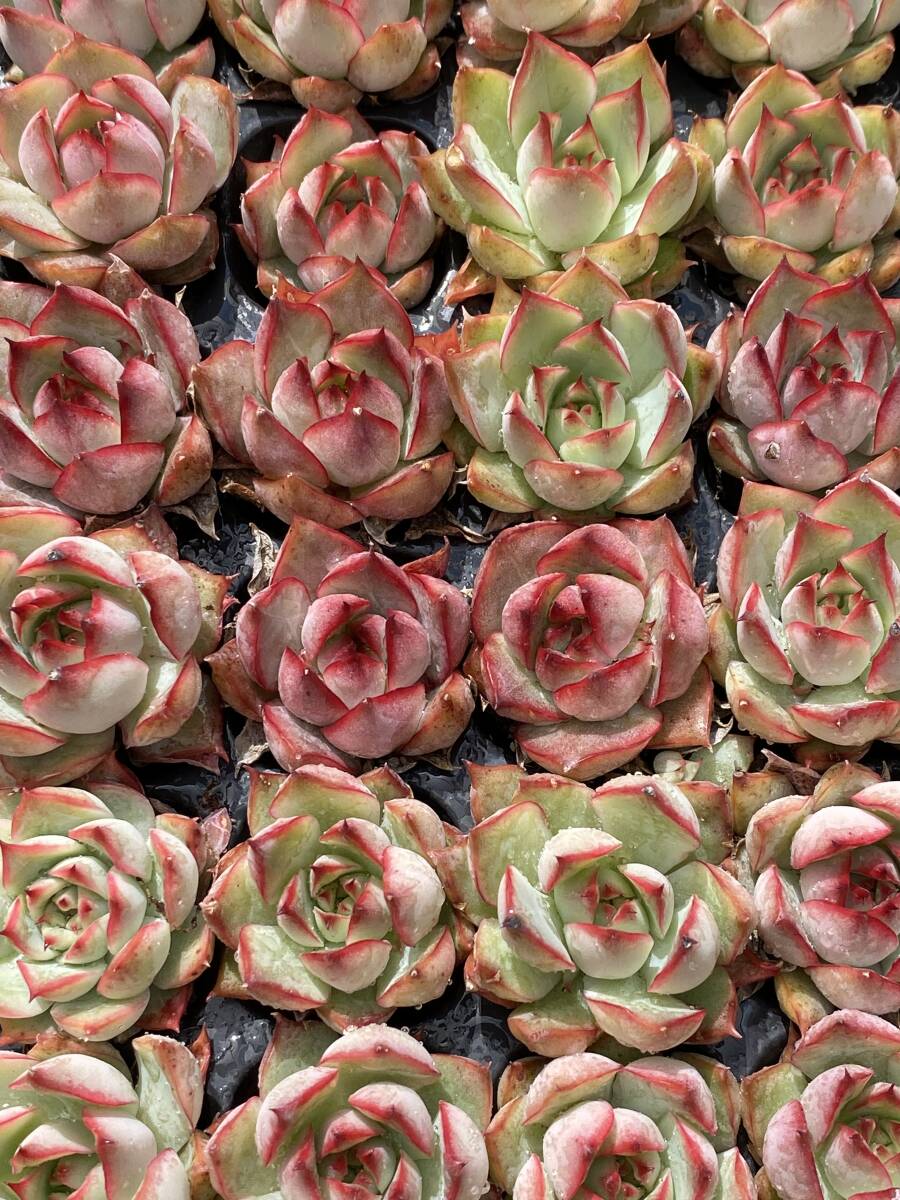 Yahoo!オークション - 128株 G719-2 多肉植物 エケベリア ネオン 観葉...