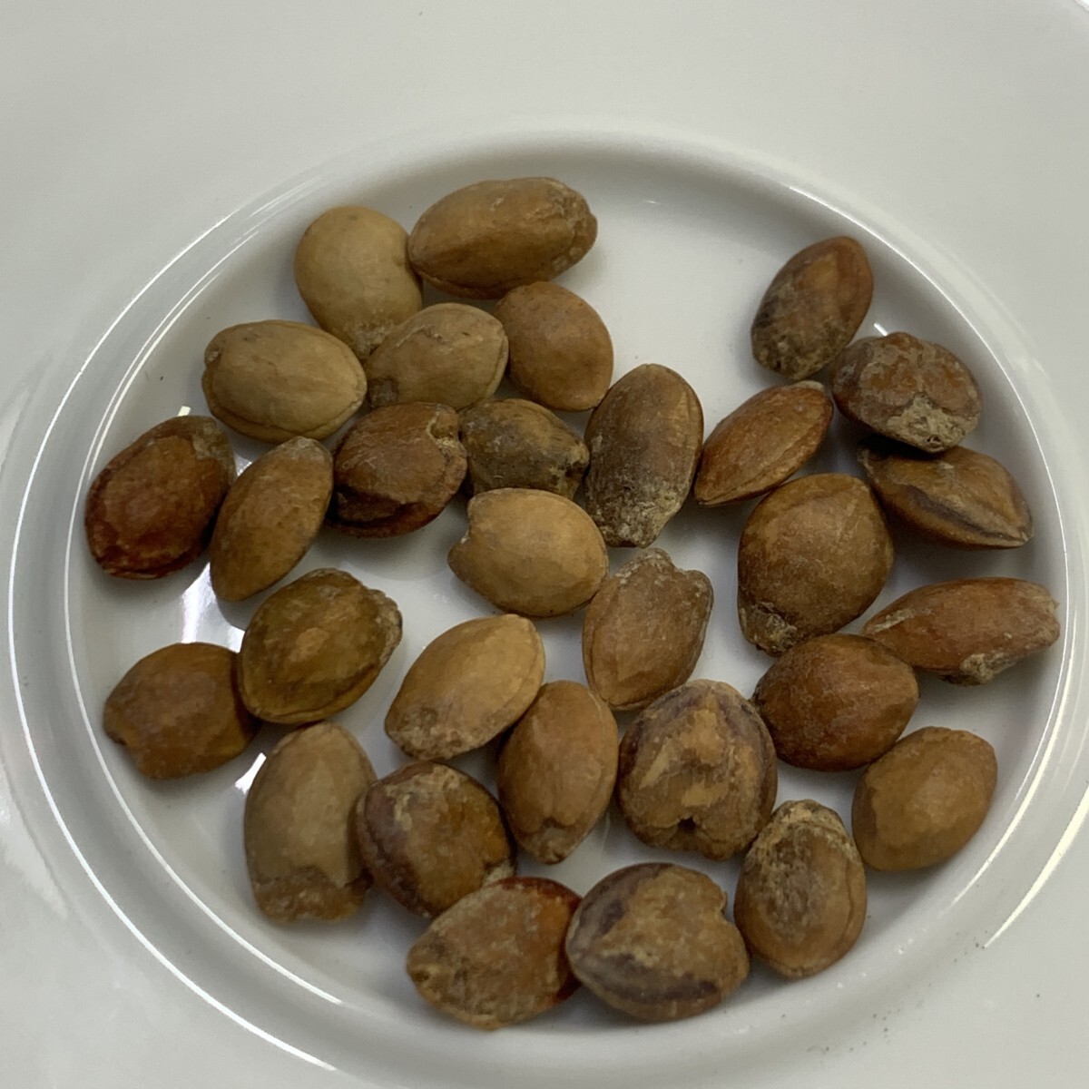 Yahoo!オークション - s1280 種子30粒【Commiphora eminii】コミフォラ...