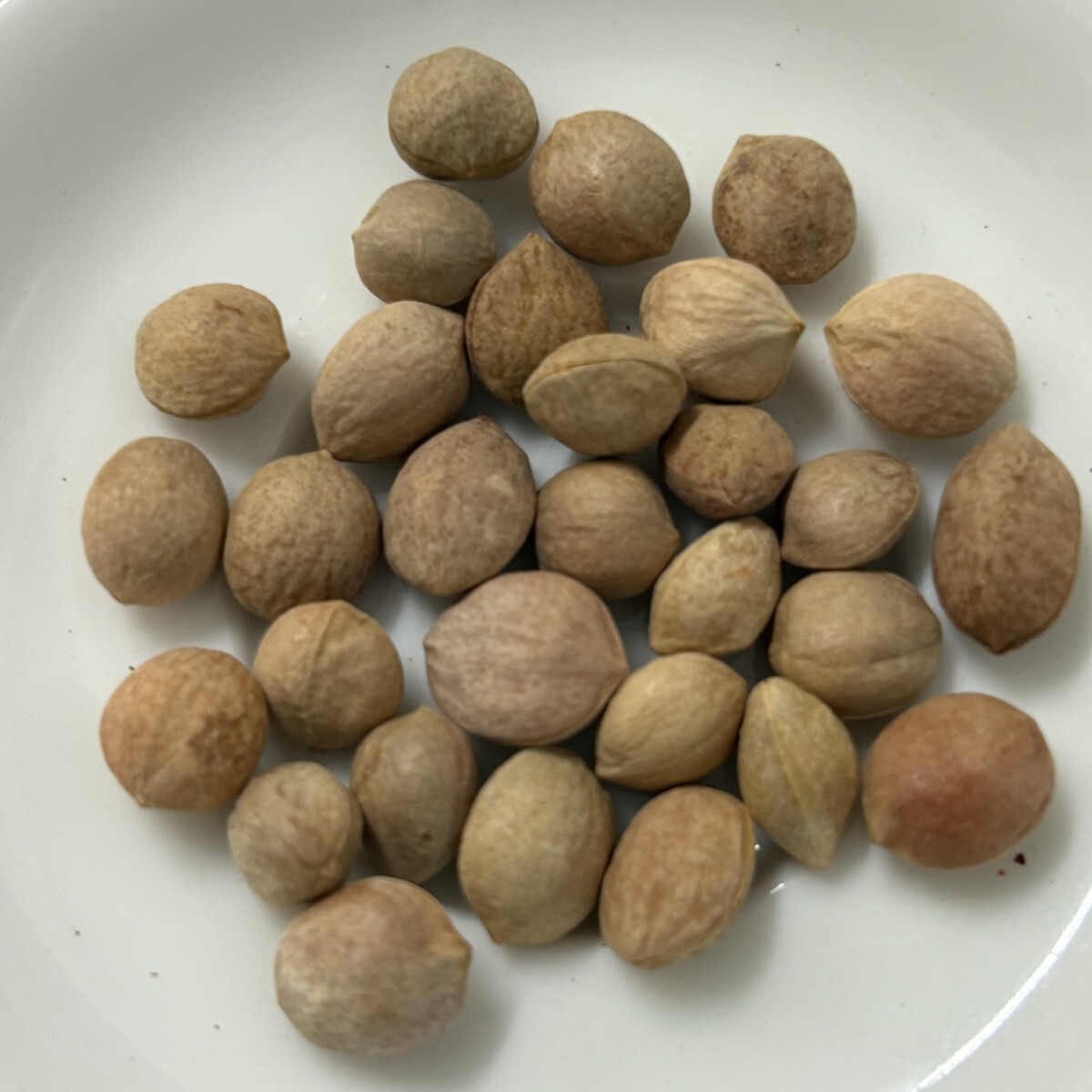 Yahoo!オークション - p199 種子30粒 Commiphora cervifolia コミフォ...