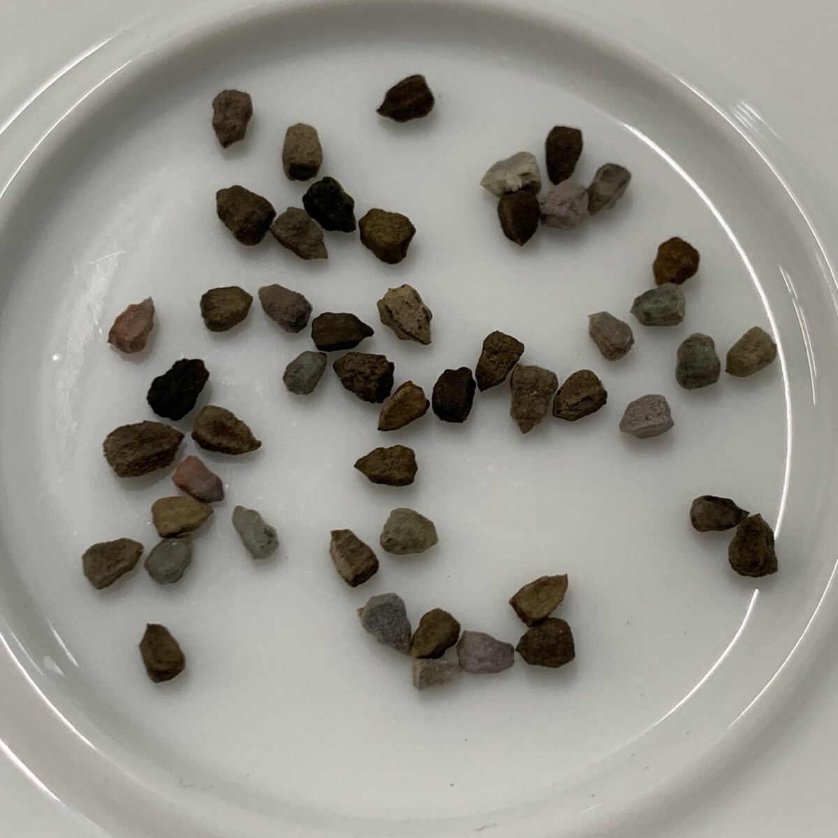 Yahoo!オークション - p58 種子50粒 多肉植物 塊根植物 ユーフォルビア...