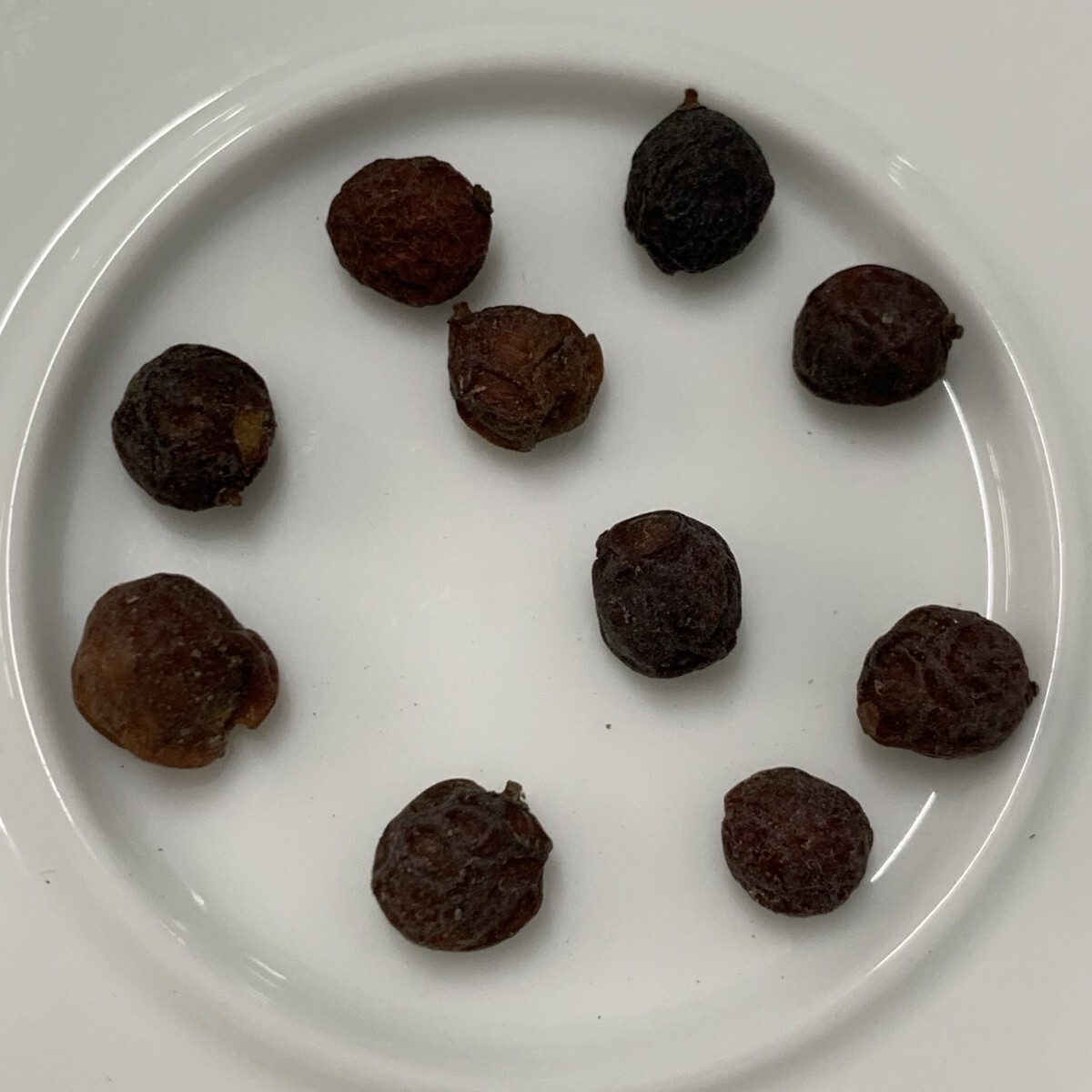 Yahoo!オークション - p43 Operculicarya hyphaenoides オペルクリカリ...