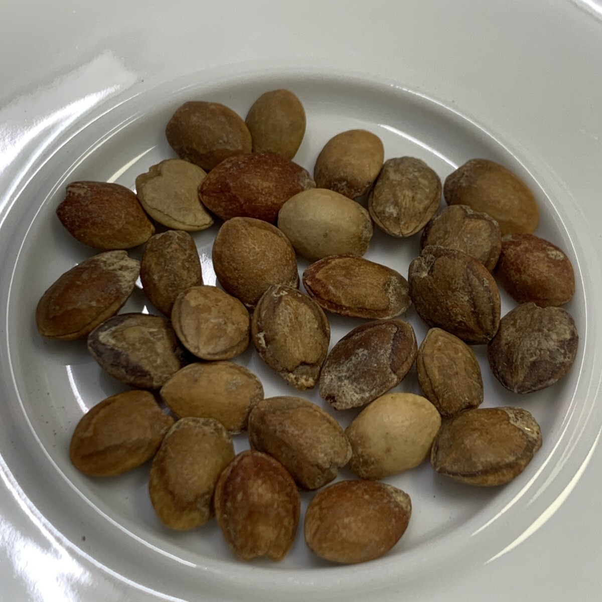 Yahoo!オークション - s1011 種子30粒【Commiphora eminii】コミフォラ...