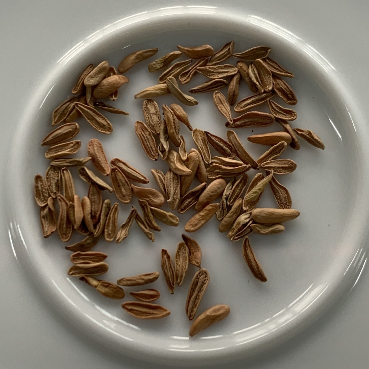 Yahoo!オークション - s767 種子100粒パキポディウムグラキリス Pachyp...