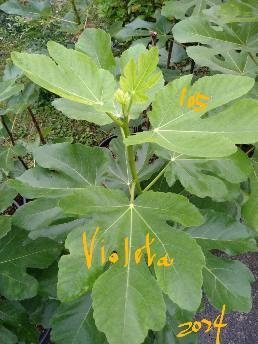 Yahoo!オークション - いちじく苗6号コンパクト「Violeta」「ヴォオレ...