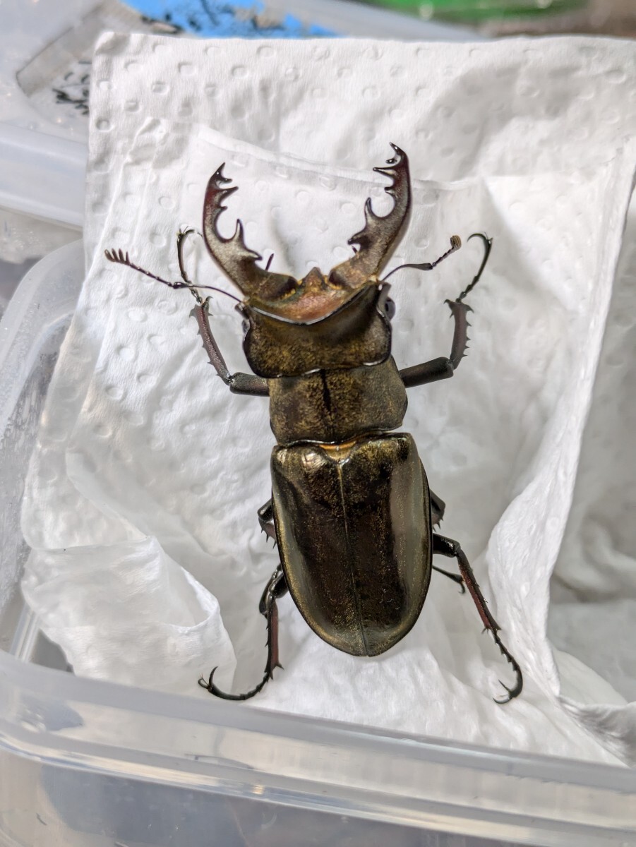 Yahoo!オークション - ヴェムケンミヤマ CBF2 ♂2♀1