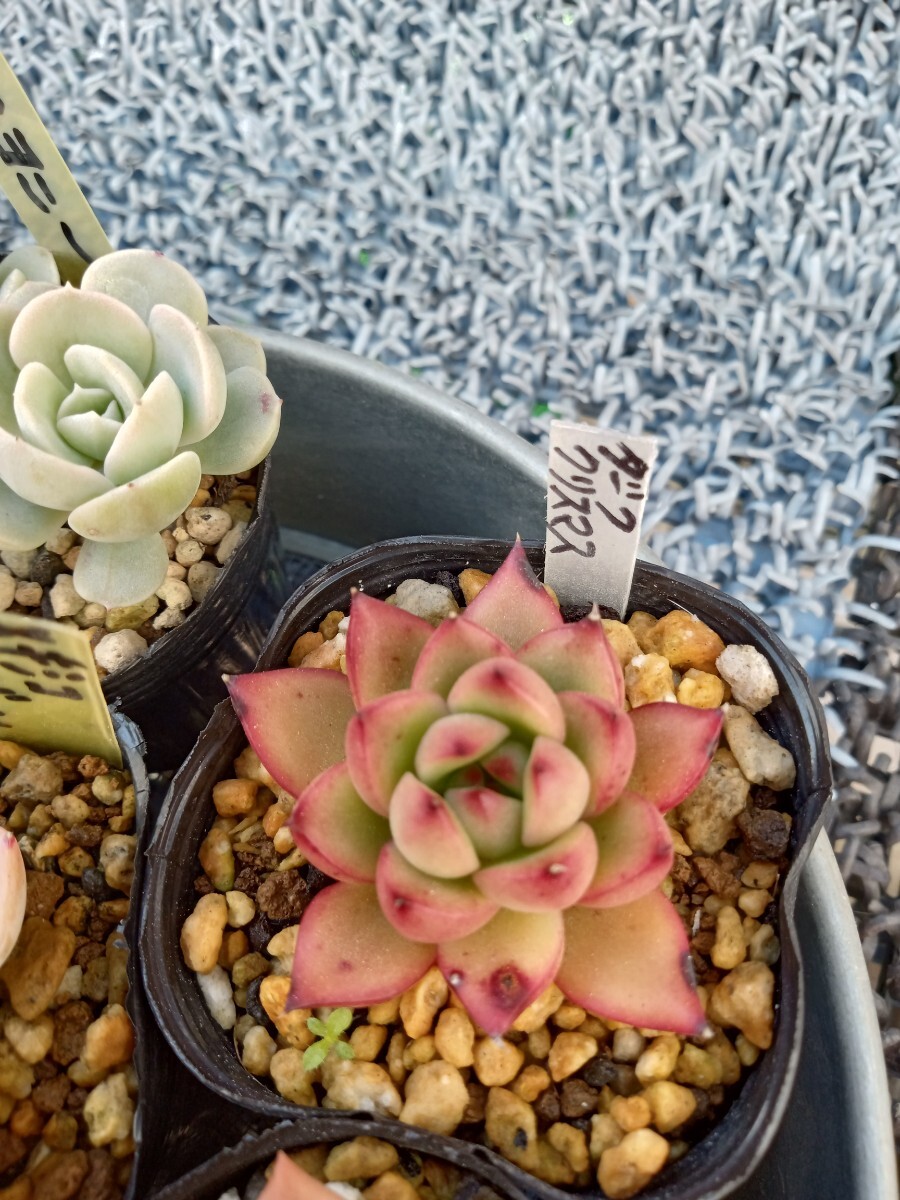 多肉植物 ちび苗ミニ苗7種類色々セット 寄せ植え ミックス苗 多肉植物 ちび苗ミニ苗7種類色々セット 寄せ植え ミックス苗