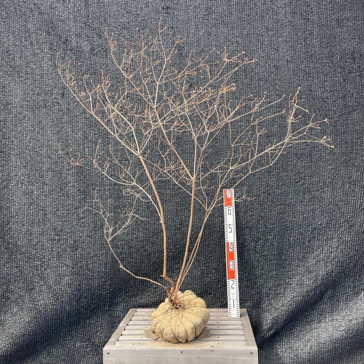 Yahoo!オークション - 山採り/バイカツツジ【品番3239】