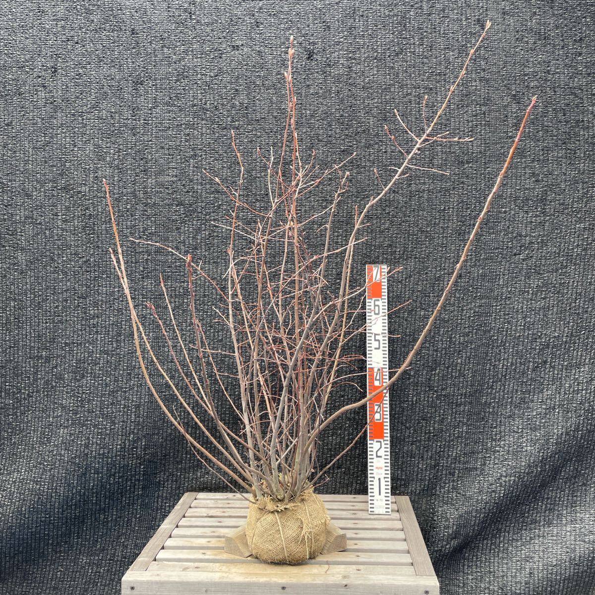 Yahoo!オークション - ジューンベリー/株立ち【品番3252】