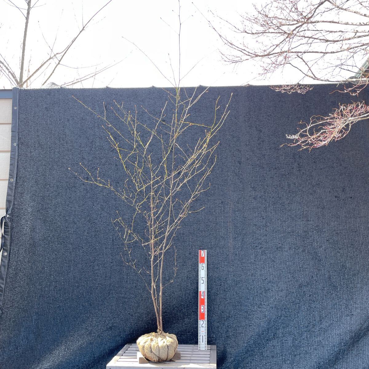 Yahoo!オークション - クロモジ/山採り【品番3263】