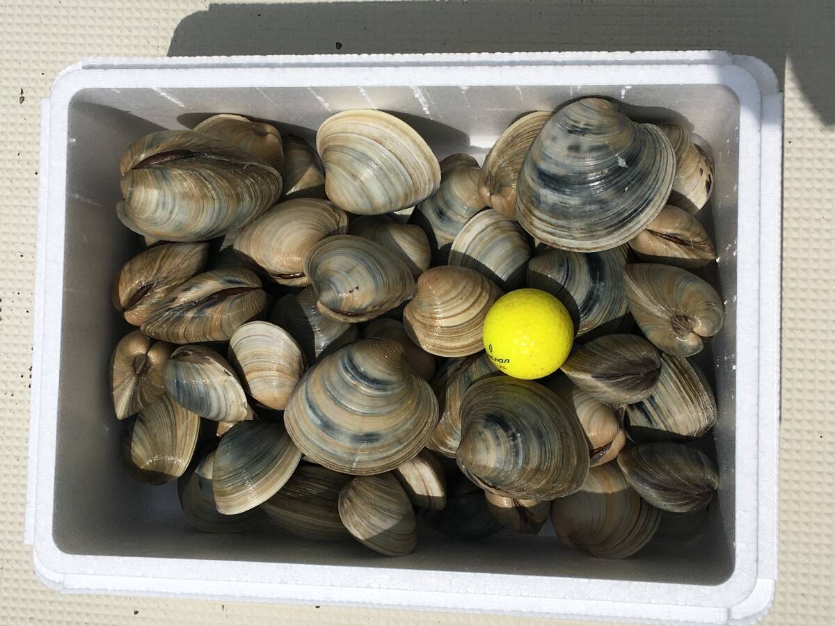 Yahoo!オークション - ホンビノス貝M～L5kg混合 千葉県産