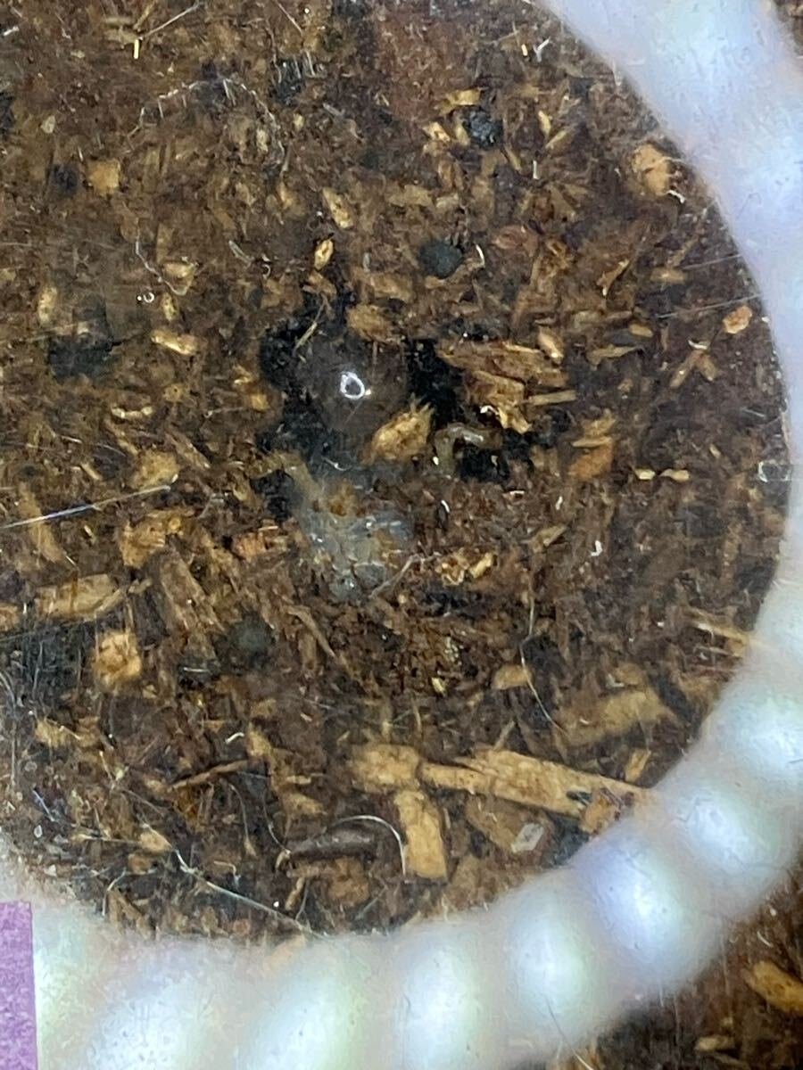 Yahoo!オークション - グラントシロカブト 幼虫5匹 CBF1