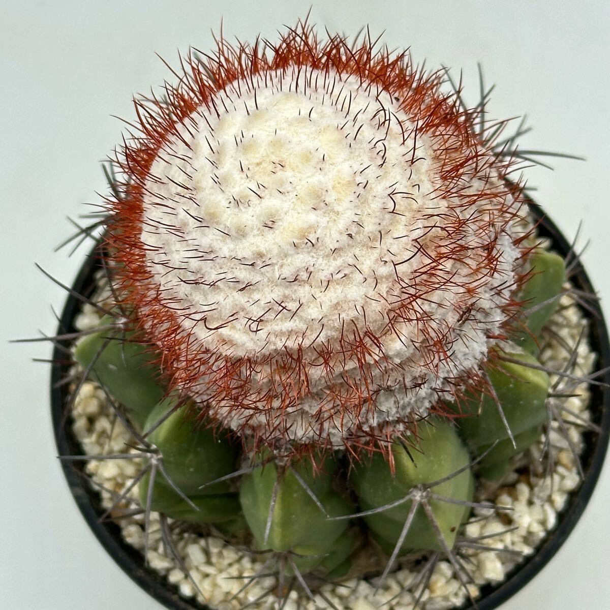 Yahoo!オークション - メロカクタス 層雲 サボテン・多肉植物 CACTI7 ...