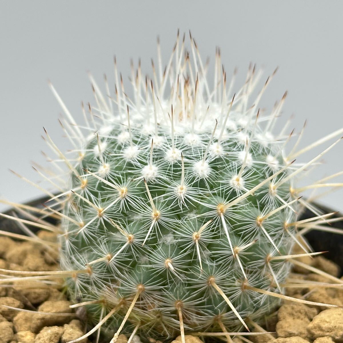 Yahoo!オークション - マミラリア 白珠丸 サボテン・多肉植物 CACTI7 ...