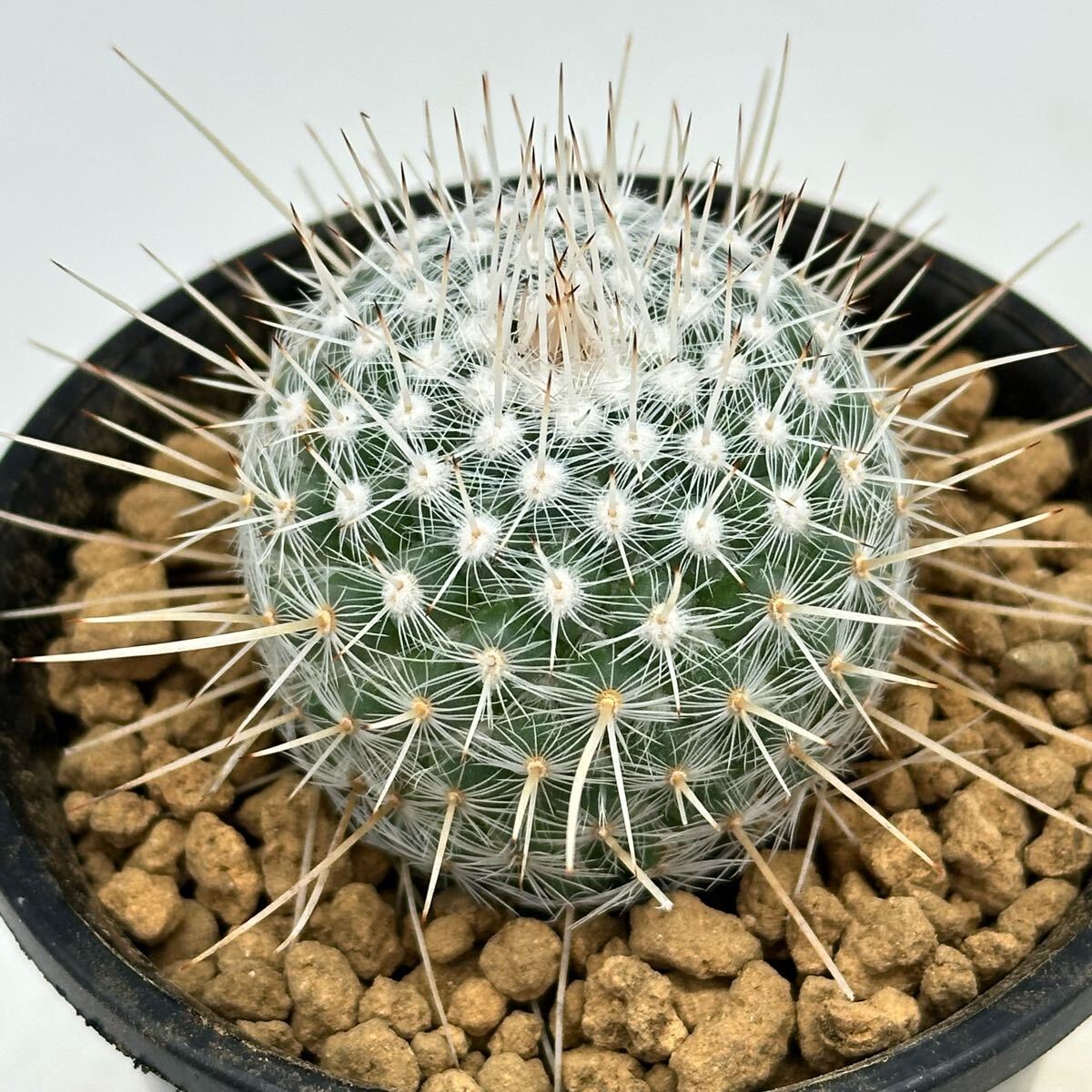 Yahoo!オークション - マミラリア 白珠丸 サボテン・多肉植物 CACTI7 ...