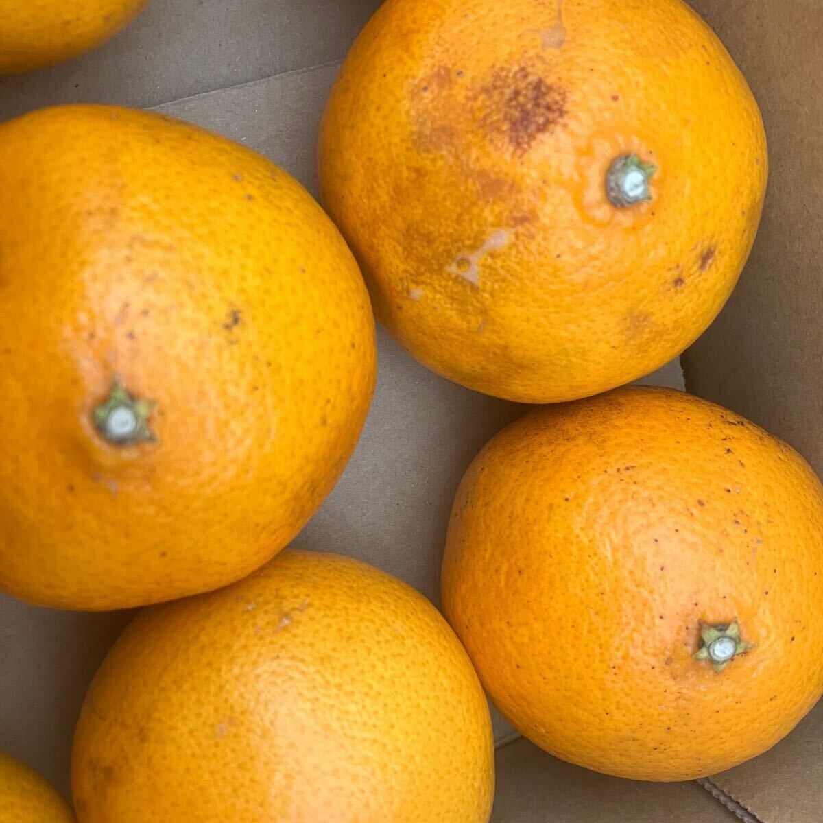 Yahoo!オークション - ①愛媛県産 期待の新品種 『訳あり』愛果48号【...