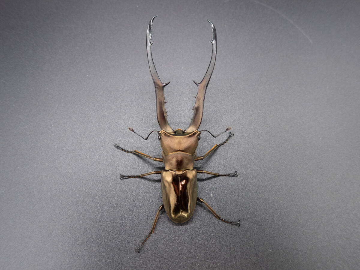 Yahoo!オークション - ♂84.0mm ♀27.0mm WF3 イソガイ タリアブ メタ...