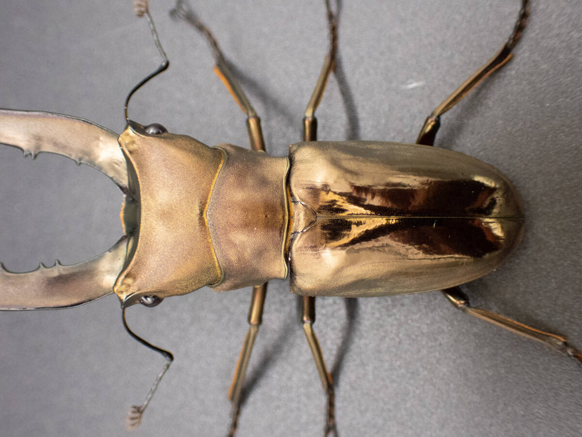 Yahoo!オークション - ♂84.0mm ♀27.0mm WF3 イソガイ タリアブ メタ...