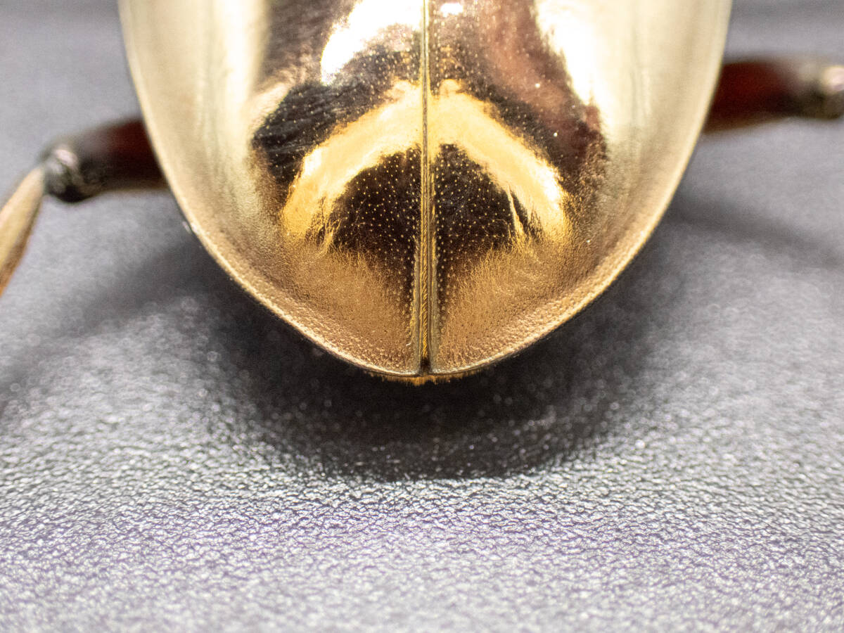 Yahoo!オークション - ♂84.0mm ♀27.0mm WF3 イソガイ タリアブ メタ...