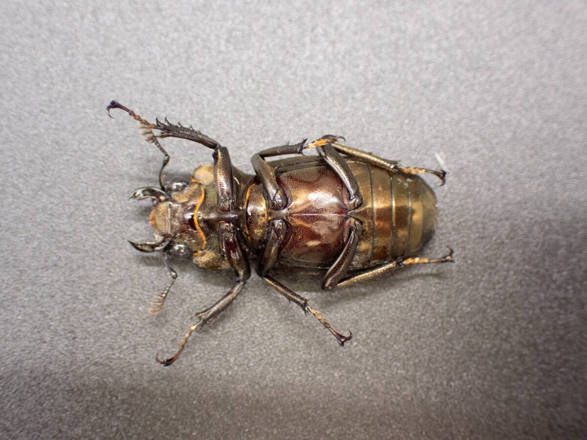 Yahoo!オークション - ♂84.0mm ♀27.0mm WF3 イソガイ タリアブ メタ...