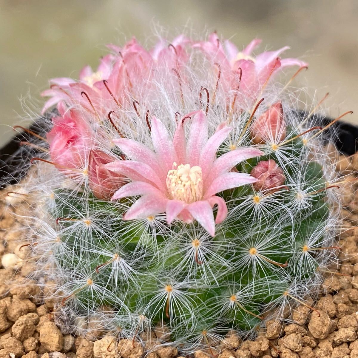 Yahoo!オークション - CO 309 bocasana v.multilanata マミラリア サボ...