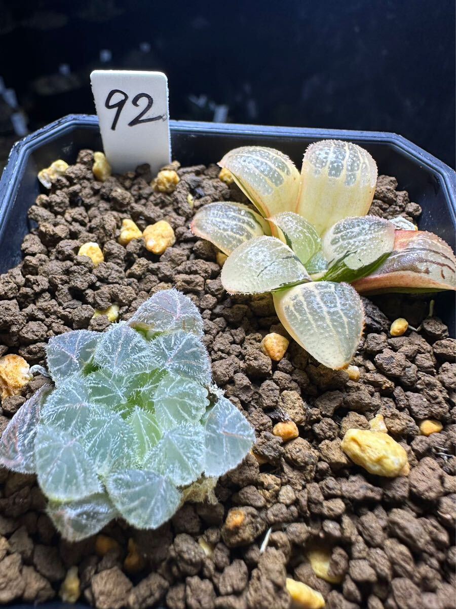 Yahoo!オークション - 92 ハオルチア 多肉植物 鉢植え発送 スプリング+...